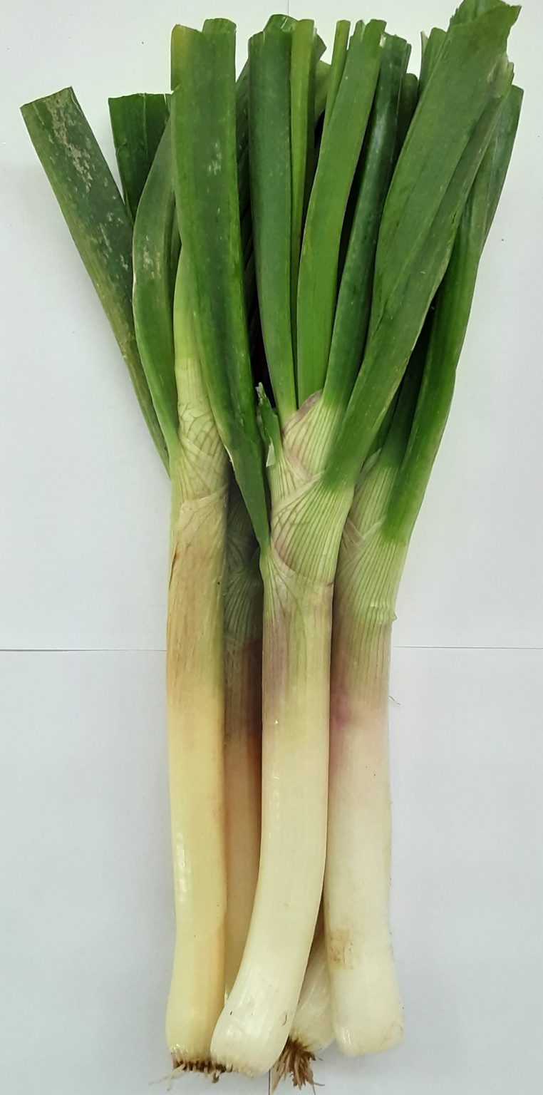 Cebolleta Blanca – Jacaranda Agricultura Ecológica